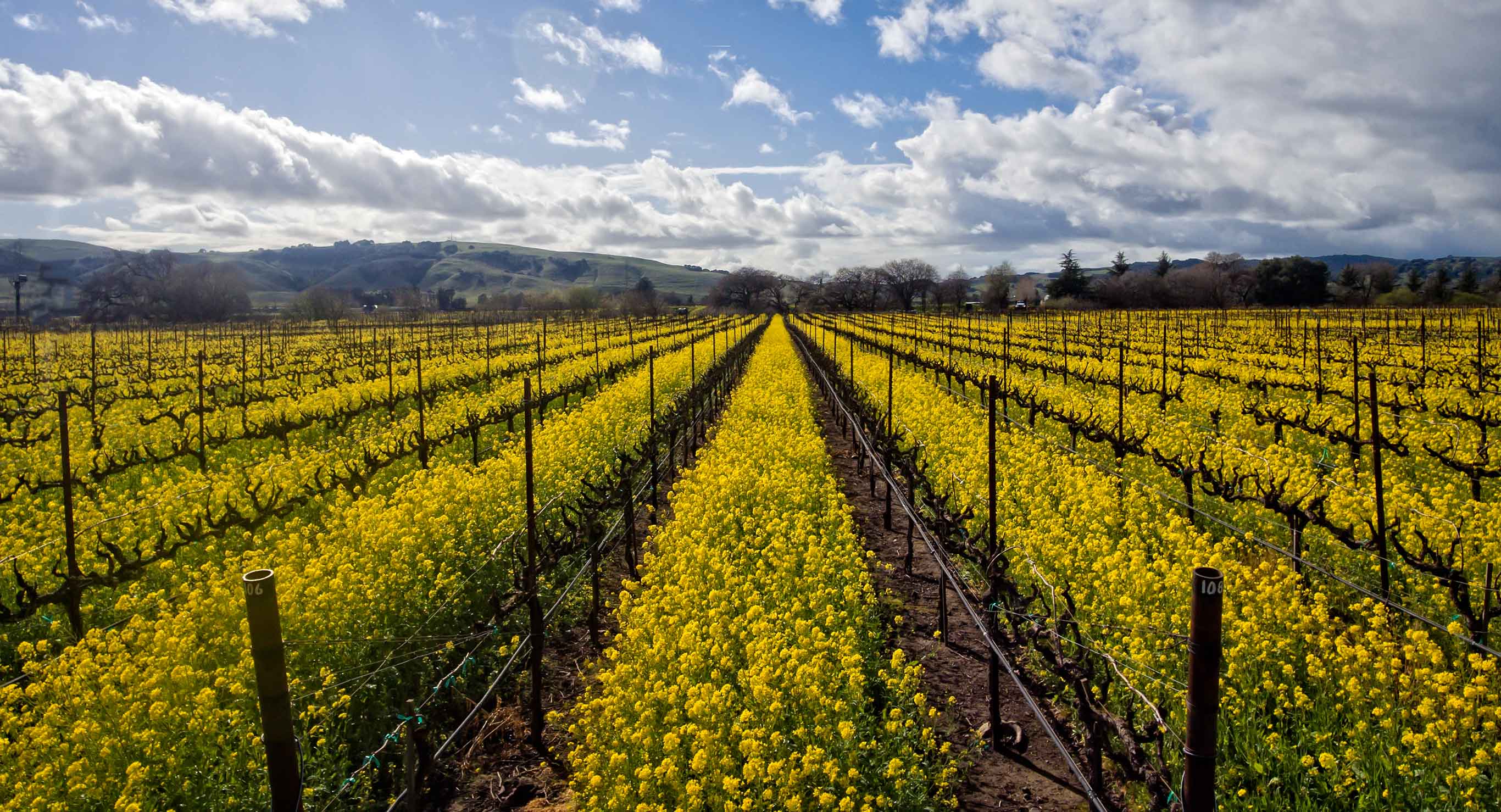 Spring Wine Release: Pinot Noir and Chardonnay | Sojourn Cellars